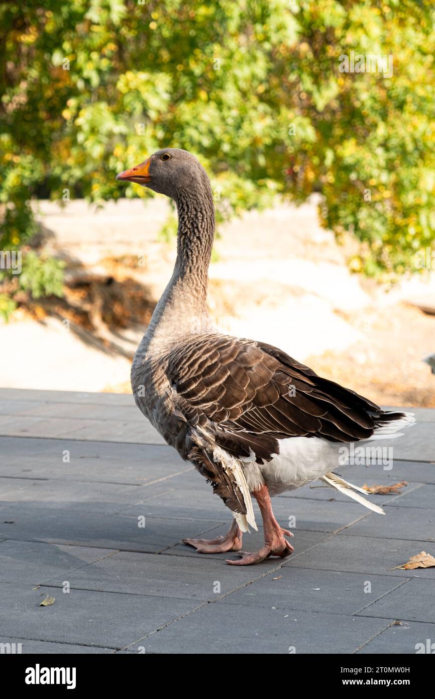 Losing feathers hi-res stock photography and images - Alamy