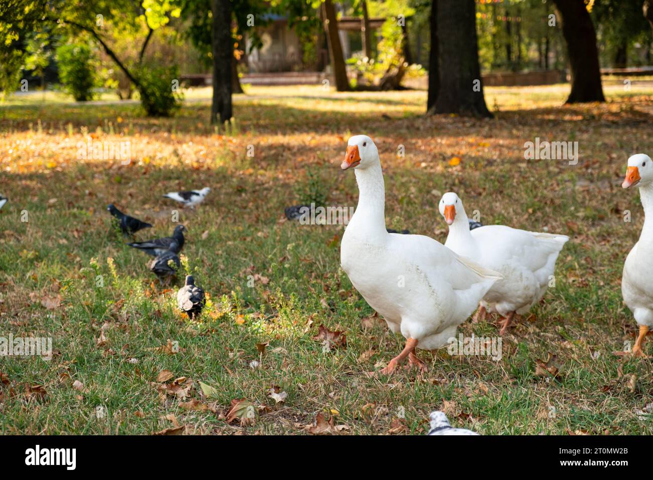 The life of geese and pigeons in the city park in autumn Stock Photo ...