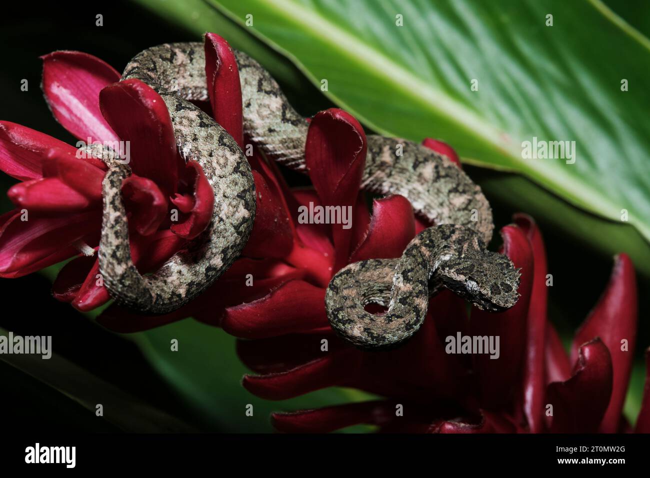 Eyelash Palm-Pitviper (Bothriechis schlegelii) Costa Rica Stock Photo ...