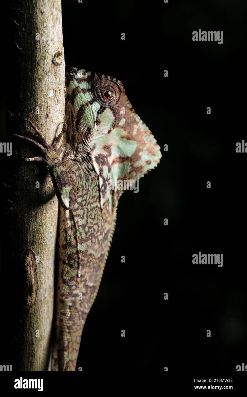 helmeted iguana (Corytophanes cristatus) Costa Rica Stock Photo - Alamy