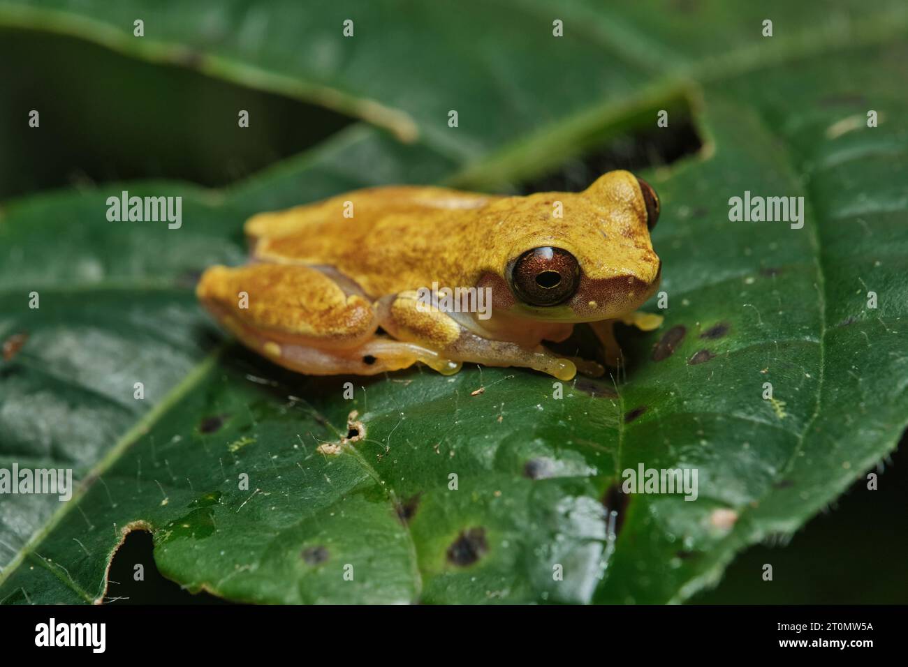 hourglass treefrog (Dendropsophus ebraccatus) Costa Rica Stock Photo ...
