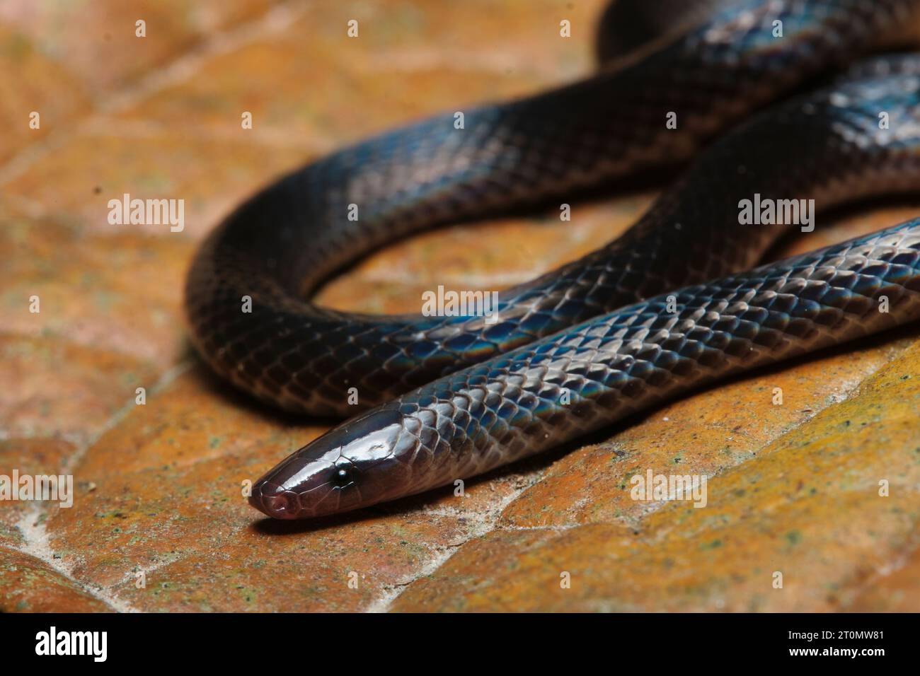 Hoffmann's earth snake (Geophis hoffmanni Stock Photo - Alamy