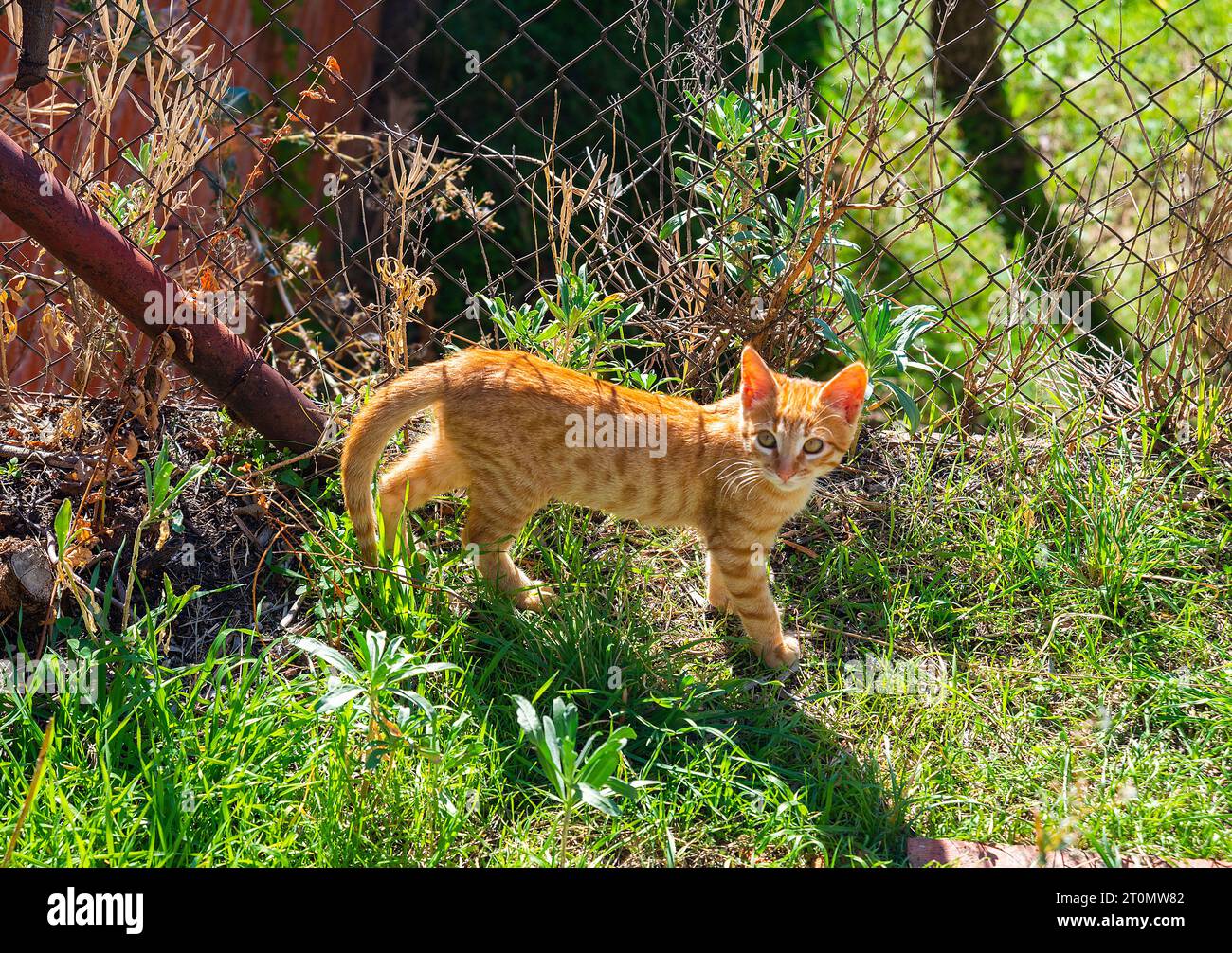 Gato tabby mirando hi-res stock photography and images - Alamy