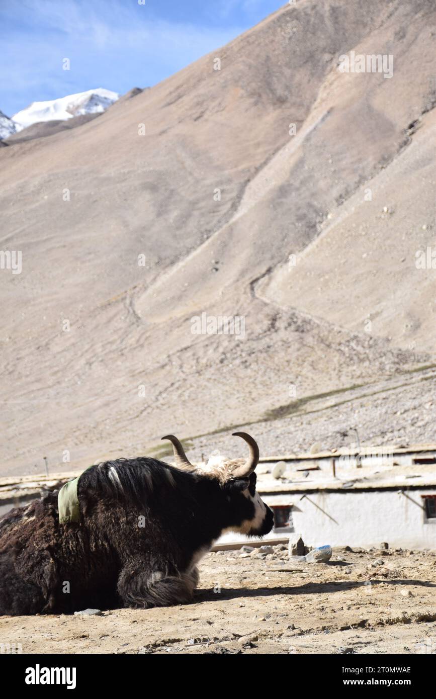 A brown yak resting near an old building in Everest base camp in Tibet ...
