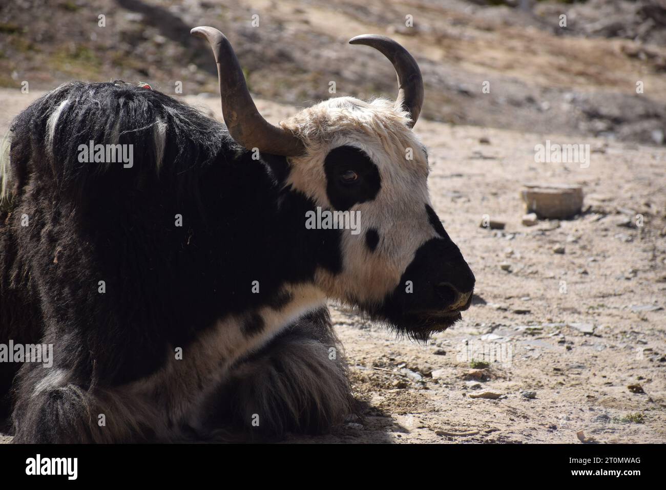 Close up of a brown yak near Everest base camp in Tibet Autonomous ...