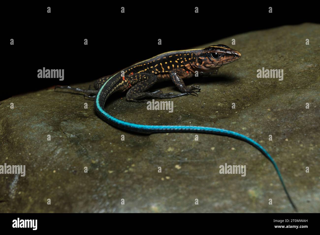 Blue whiptail lizard hi-res stock photography and images - Alamy