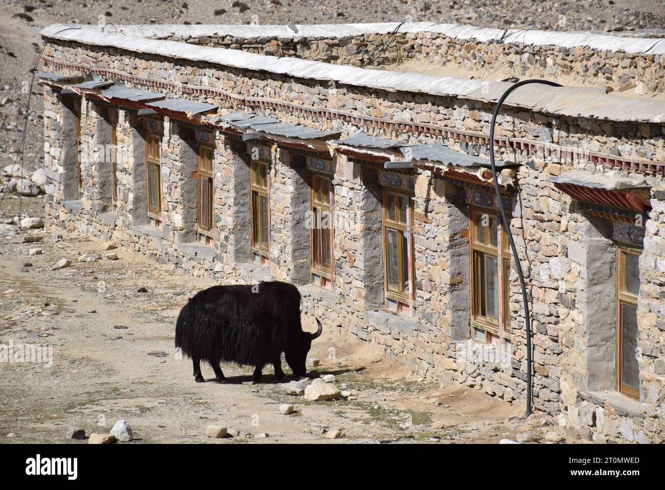 A black yak near an old building in Everest base camp in Tibet ...