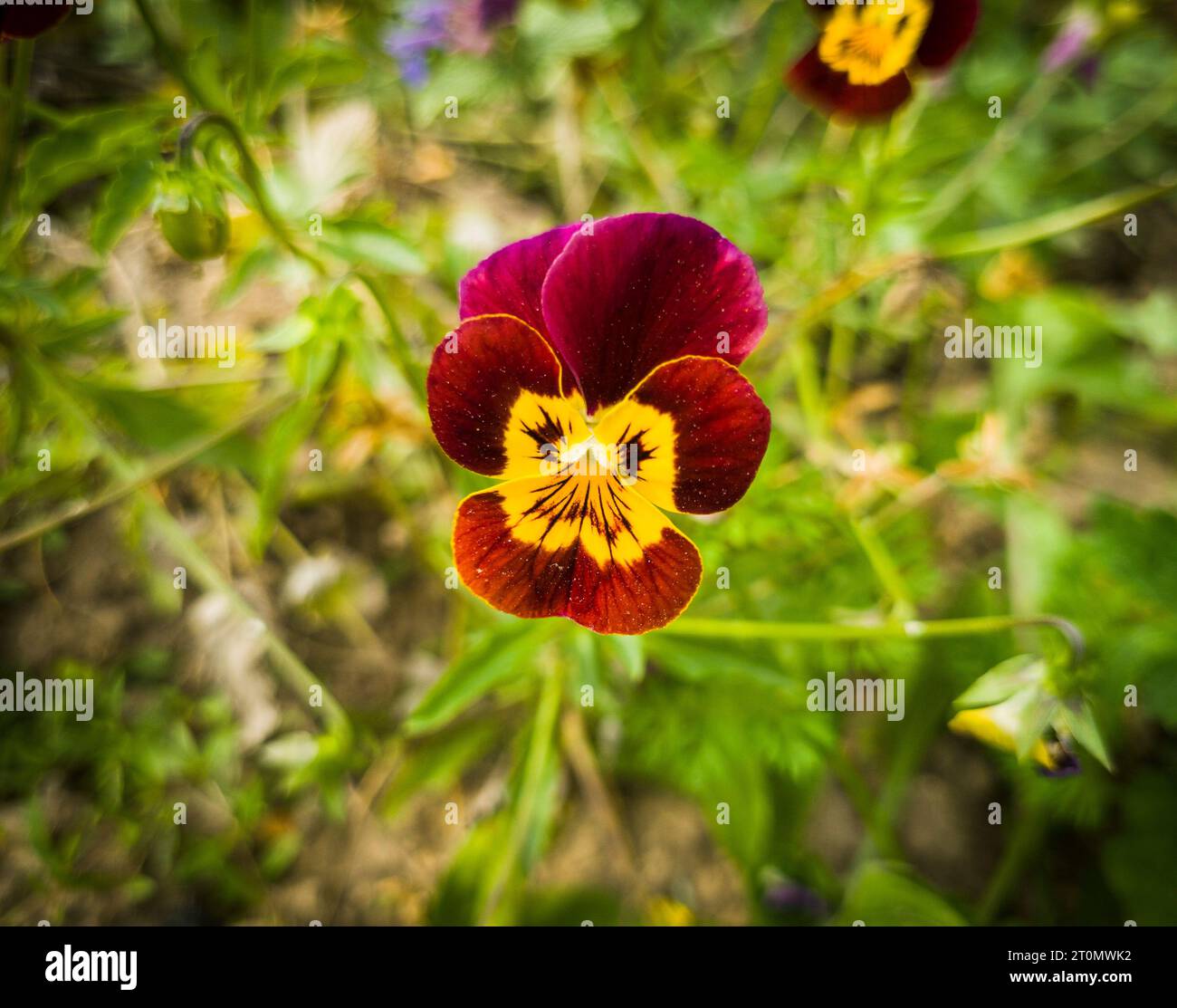 Pancy village hi-res stock photography and images - Alamy