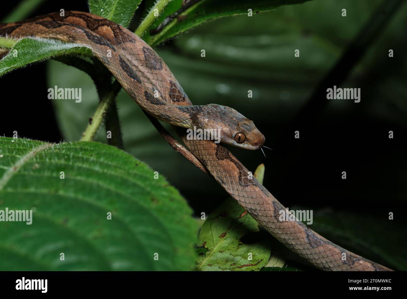 Ornate Cat-eyed Snake (Leptodeira ornata Stock Photo - Alamy