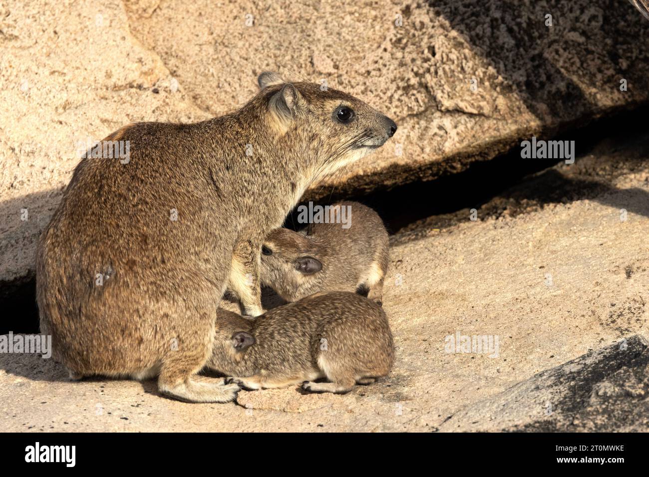 A female Bush Hyrax suckles twin youngsters. The Hyrax have pectoral ...