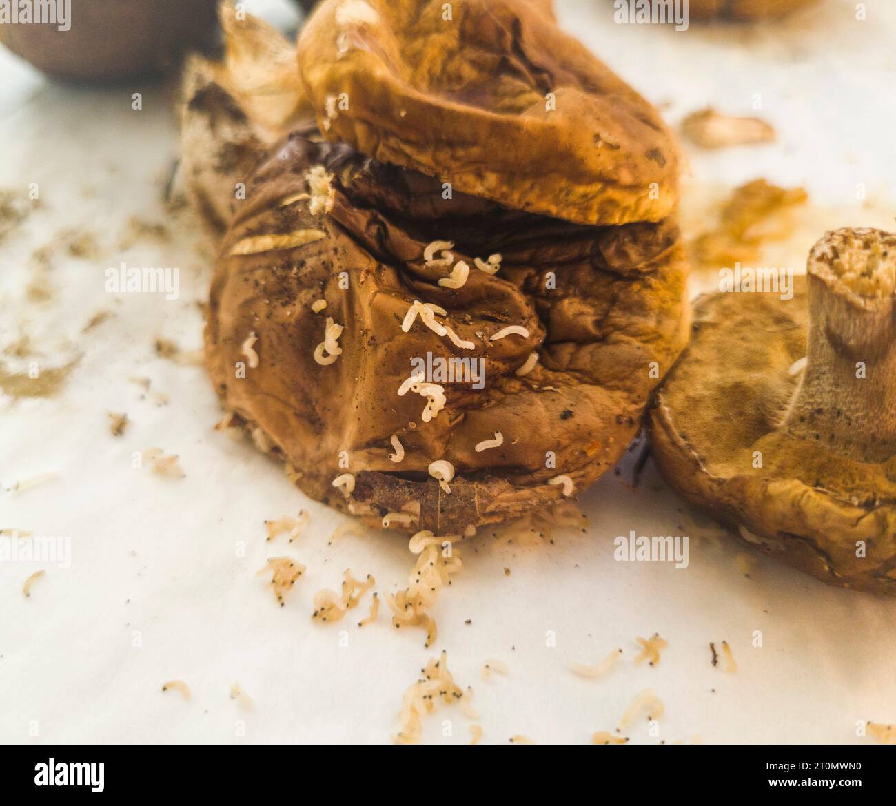Smelly worm hi-res stock photography and images - Alamy