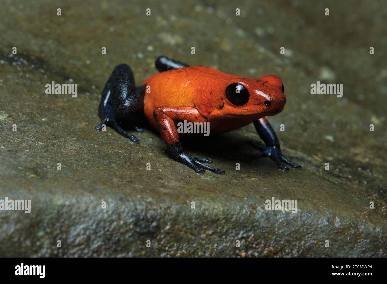 strawberry poison frog (Oophaga pumilio) from Costa Rica Stock Photo ...