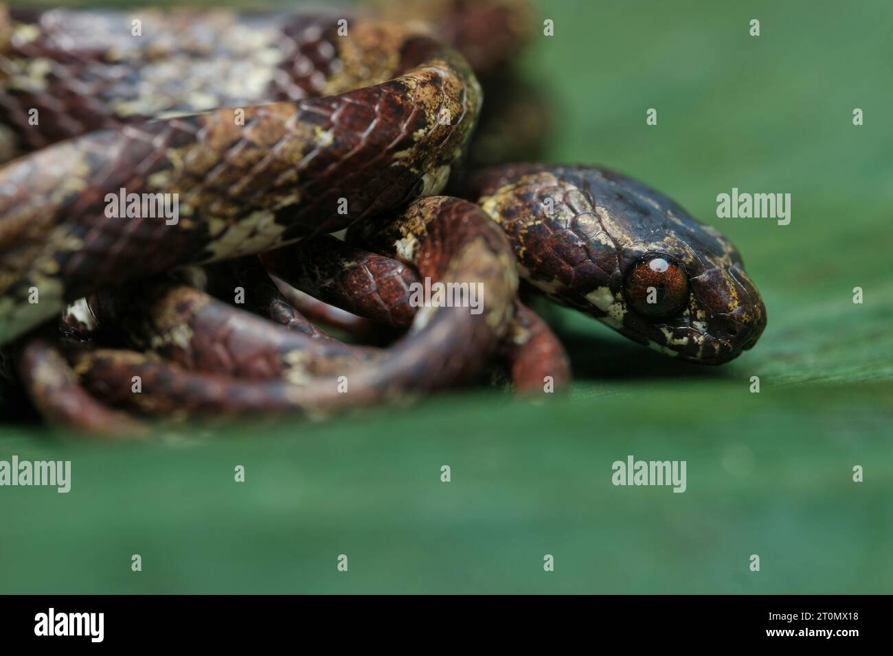 Sibon annulatus hi-res stock photography and images - Alamy