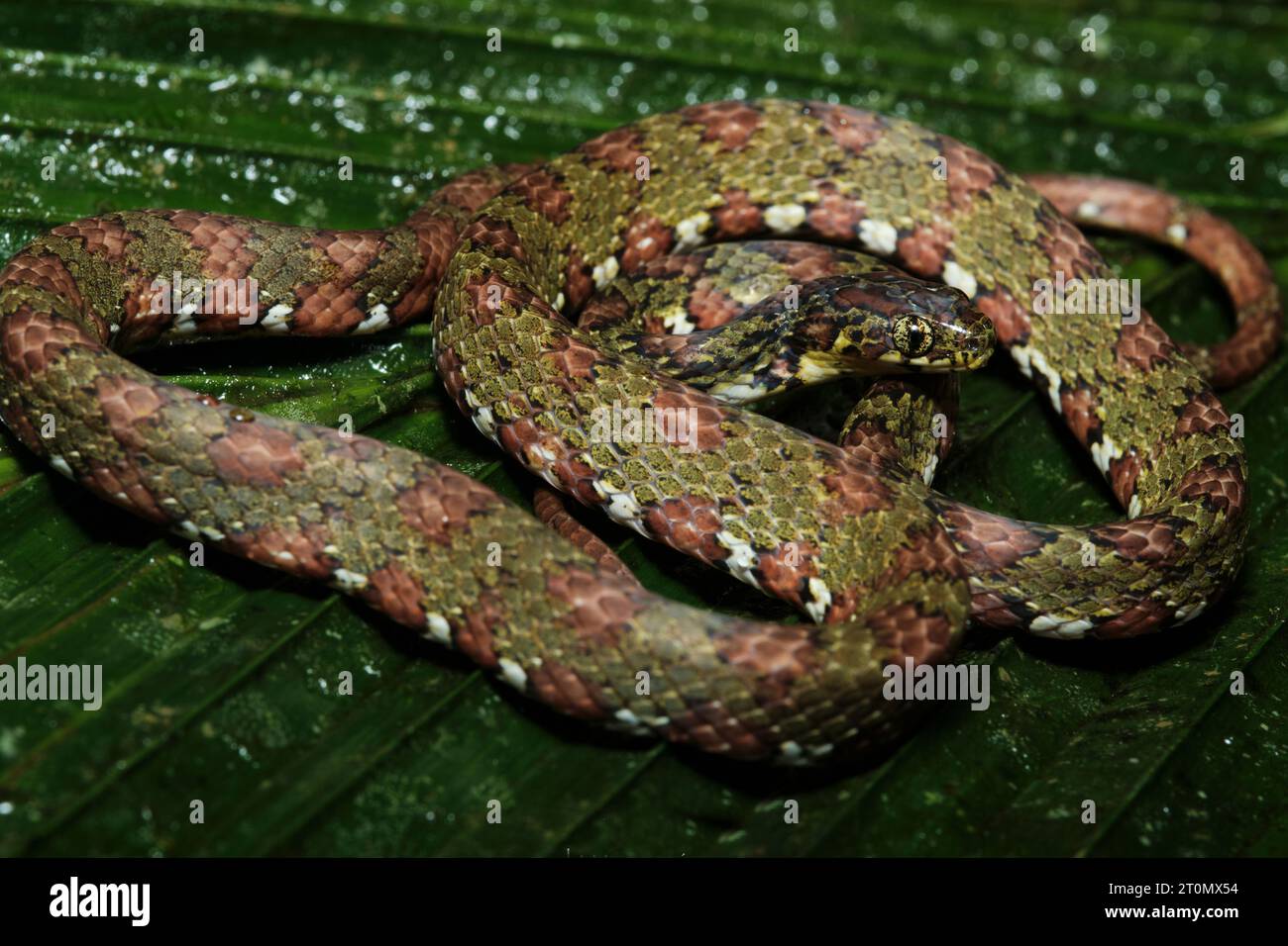 Snail sucker hi-res stock photography and images - Alamy