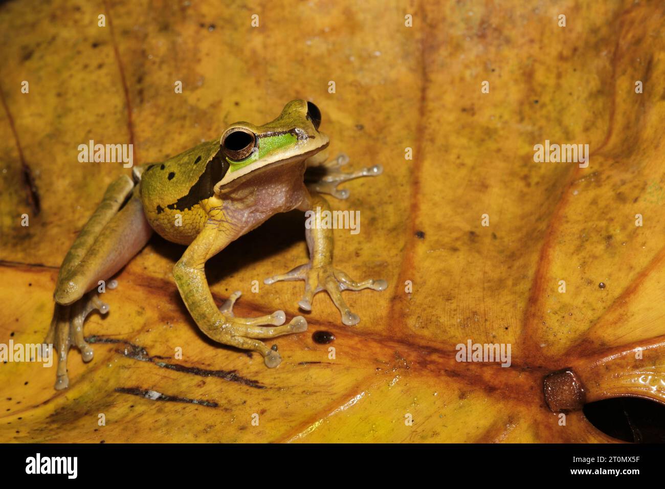 Masked Tree Frog (Smilisca phaeota Stock Photo - Alamy
