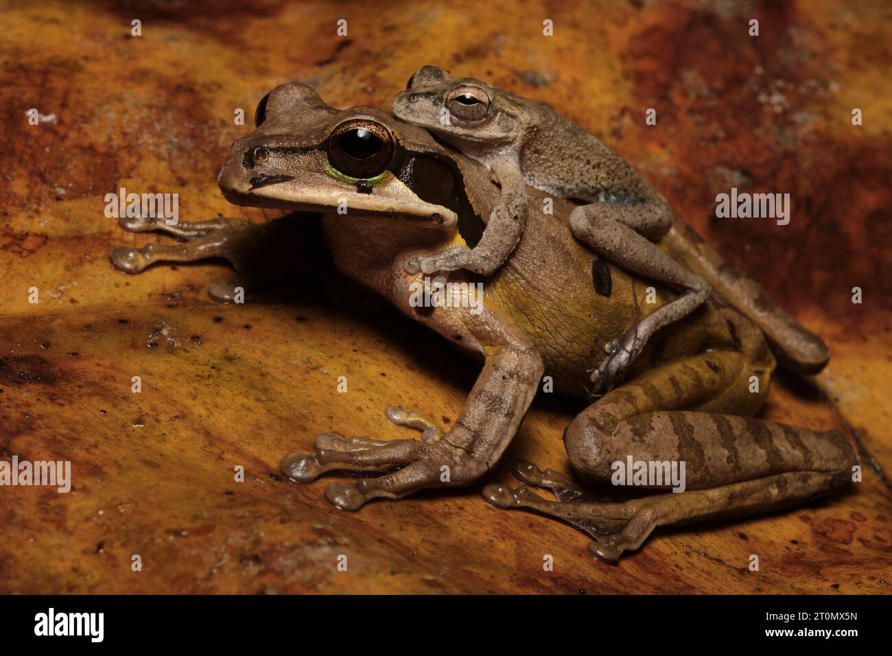 Masked Tree Frog (Smilisca phaeota) and Nicaragua Cross-banded Tree ...