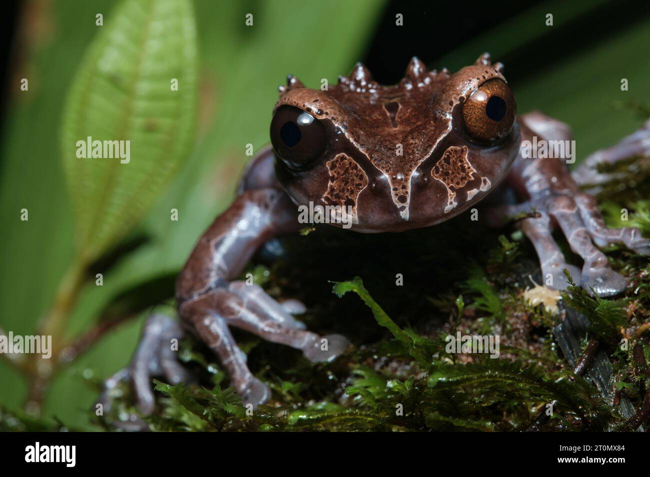 Coronated Tree Frog (Triprion spinosus Stock Photo - Alamy