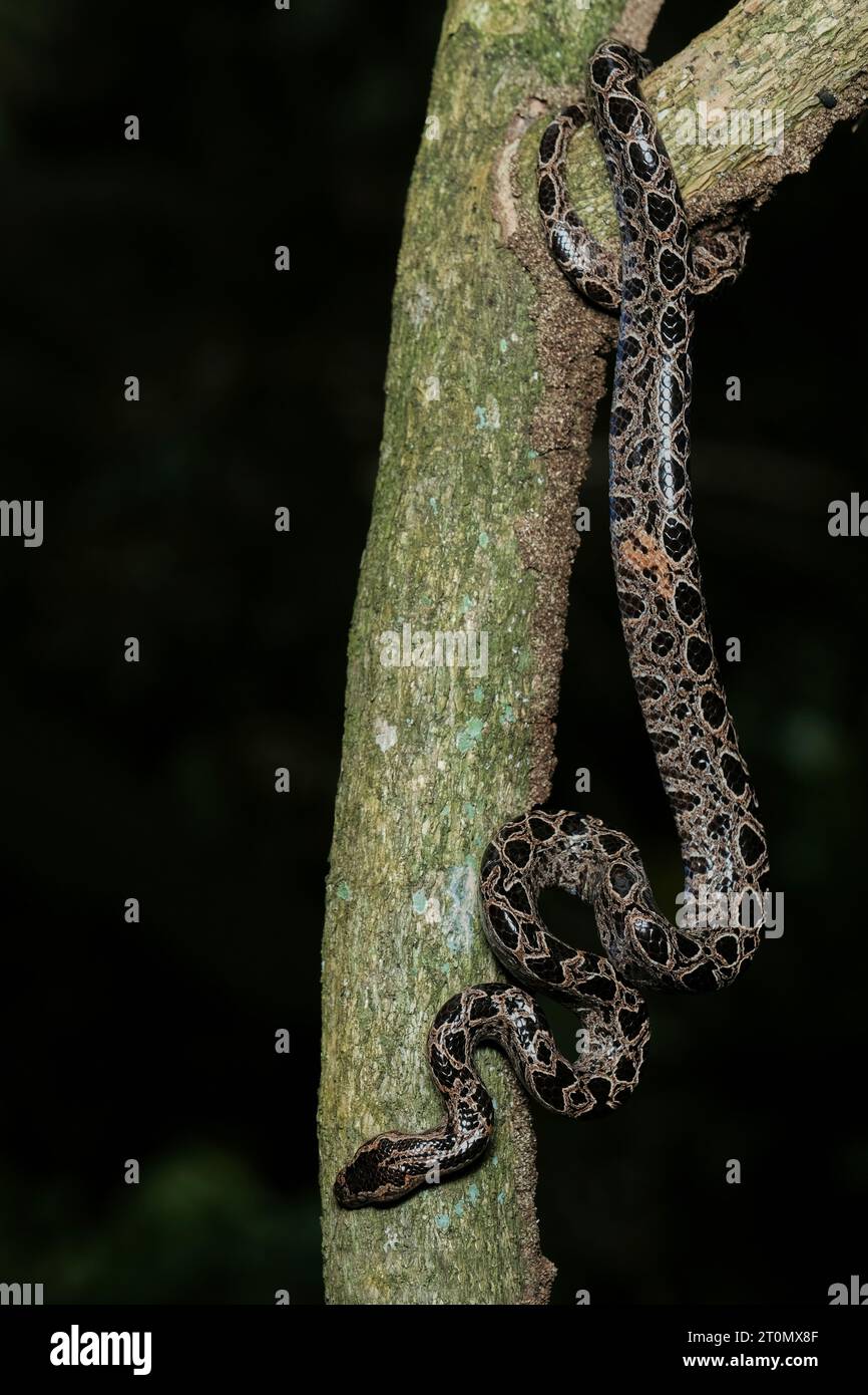 Panamanian Dwarf Boa (Ungaliophis panamensis Stock Photo - Alamy