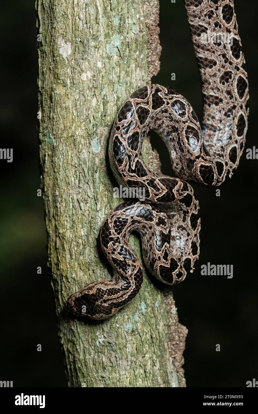 Panamanian Dwarf Boa (Ungaliophis panamensis Stock Photo - Alamy