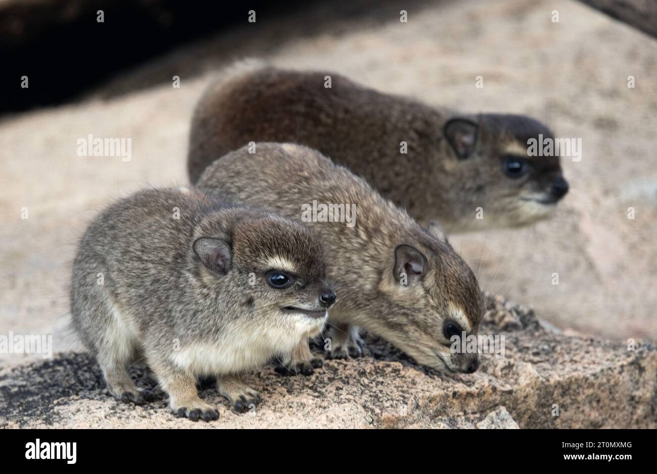 Young Bush Hyrax are active shortly after birth and form creches. They ...