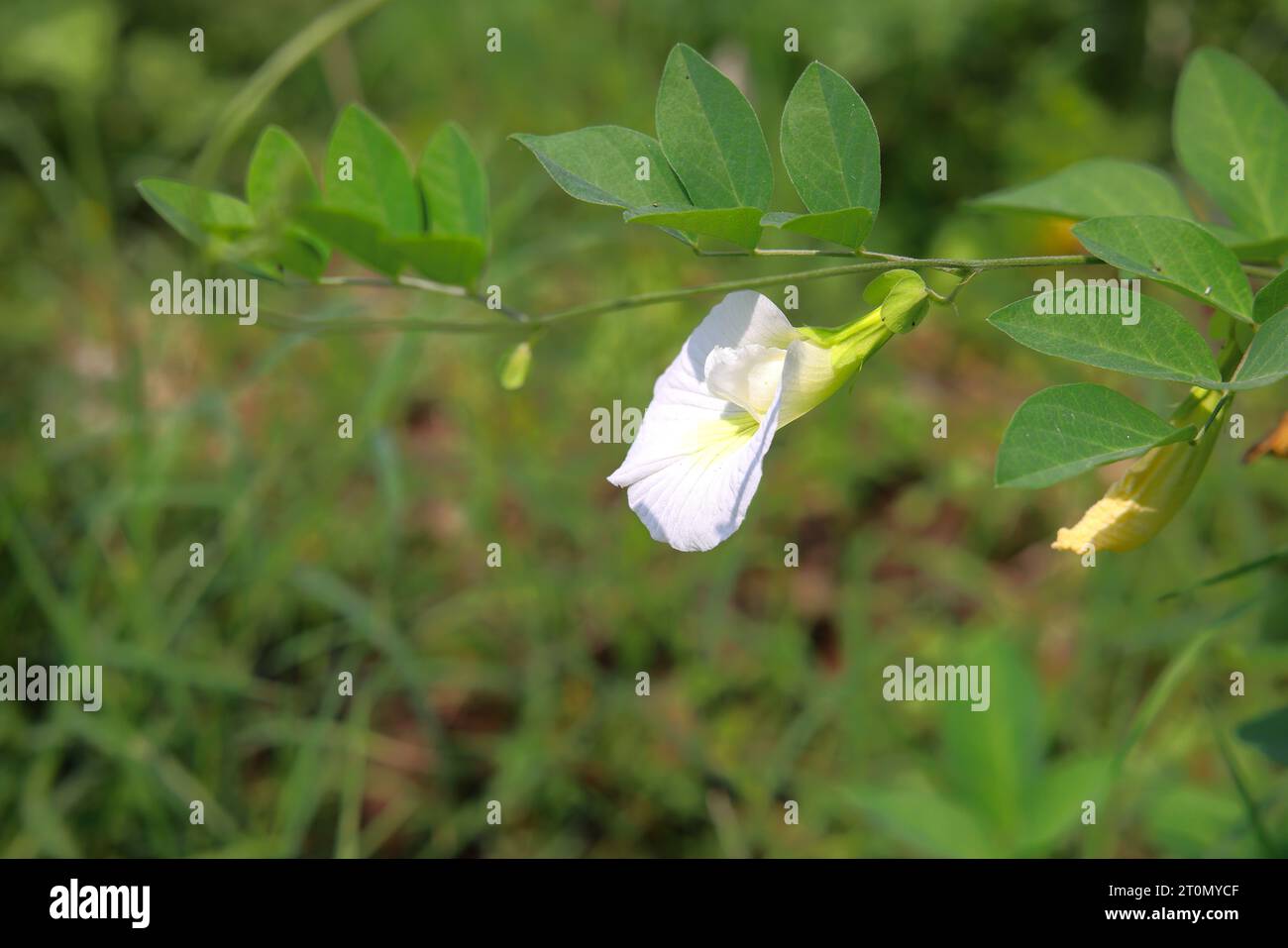 Golder berry flower hi-res stock photography and images - Alamy