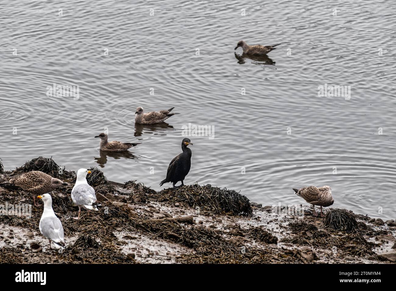 Whitby is a seaside town in Yorkshire, northern England, split by the ...