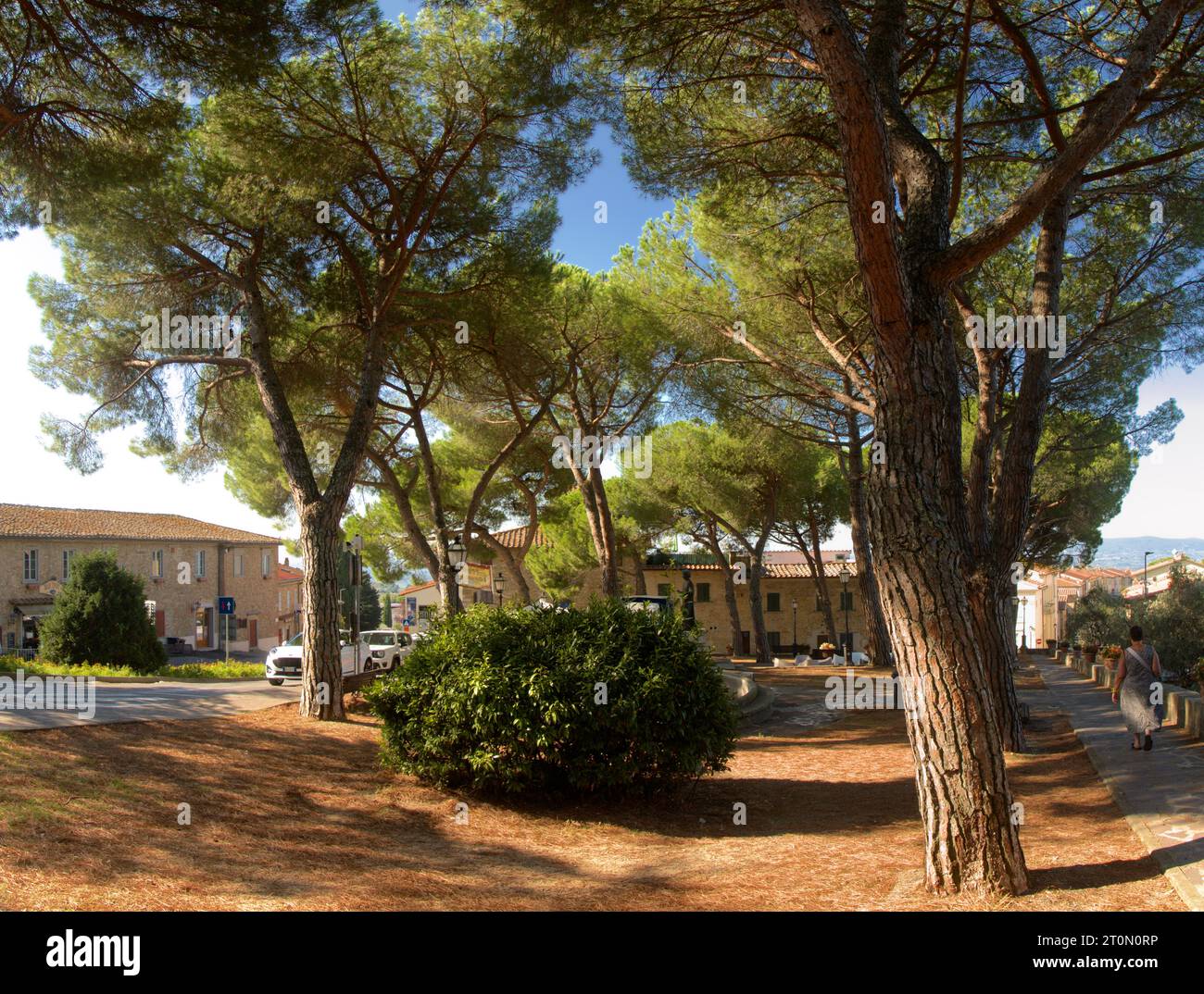 Maritime pines in town square in Barberino val d'Elsa, Tuscany Stock ...