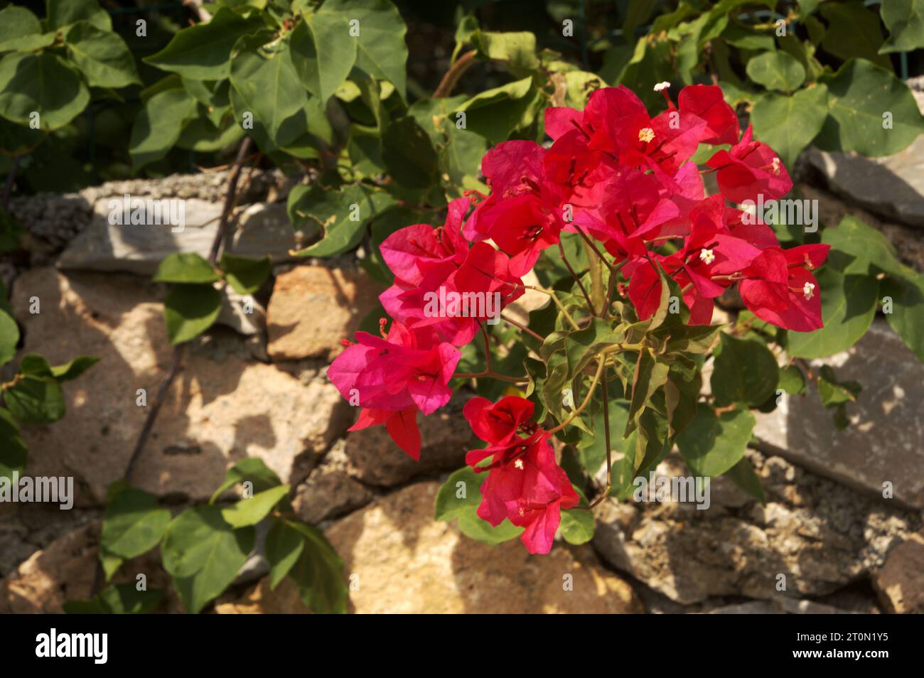 Bougainvillea flowers in Noli, Liguria Stock Photo - Alamy