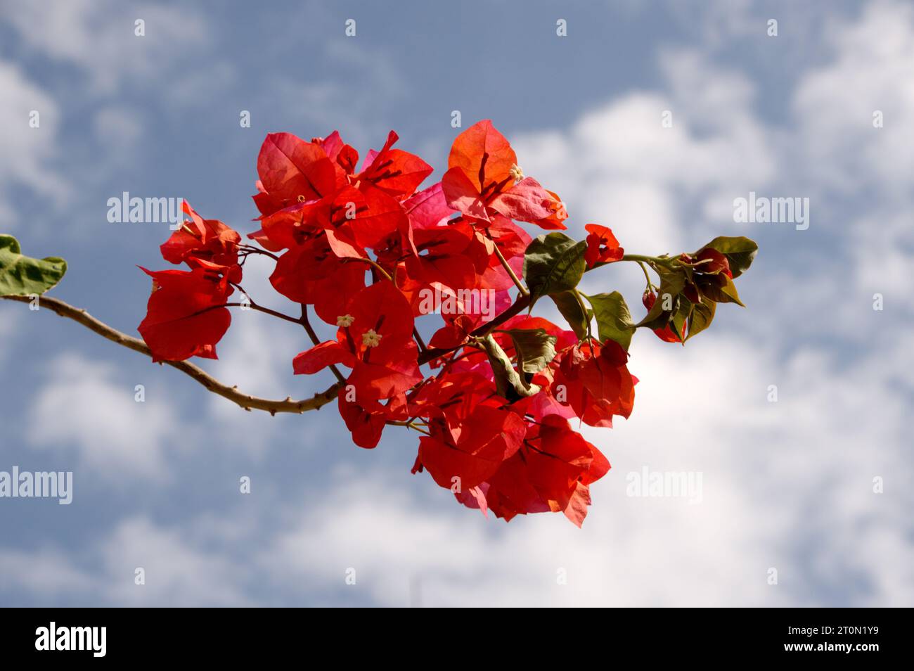 Scarlet Bougainvillea flowers in Noli, Liguria Stock Photo - Alamy
