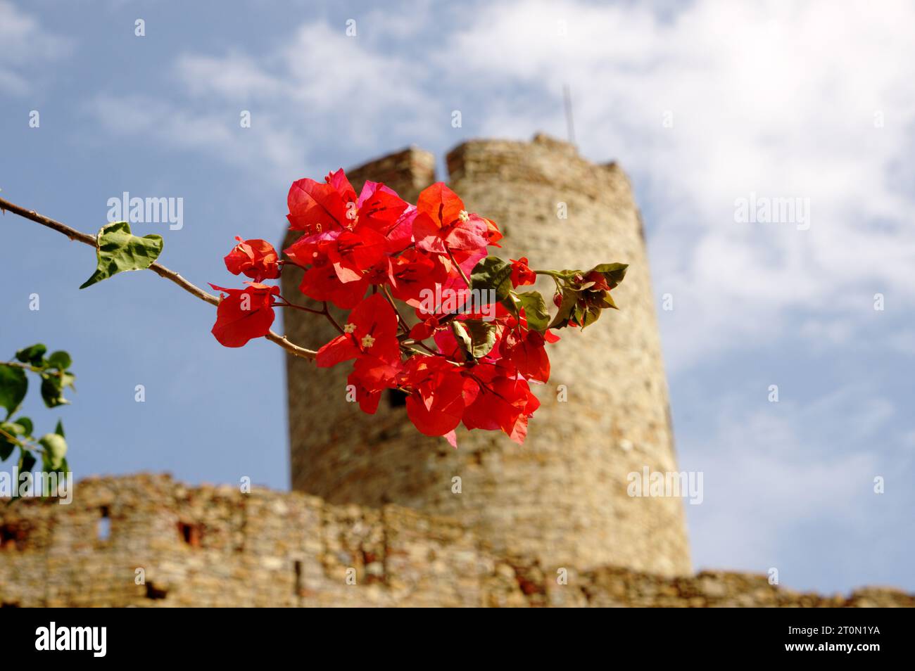 Scarlet Bougainvillea flowers in Noli, Liguria Stock Photo - Alamy