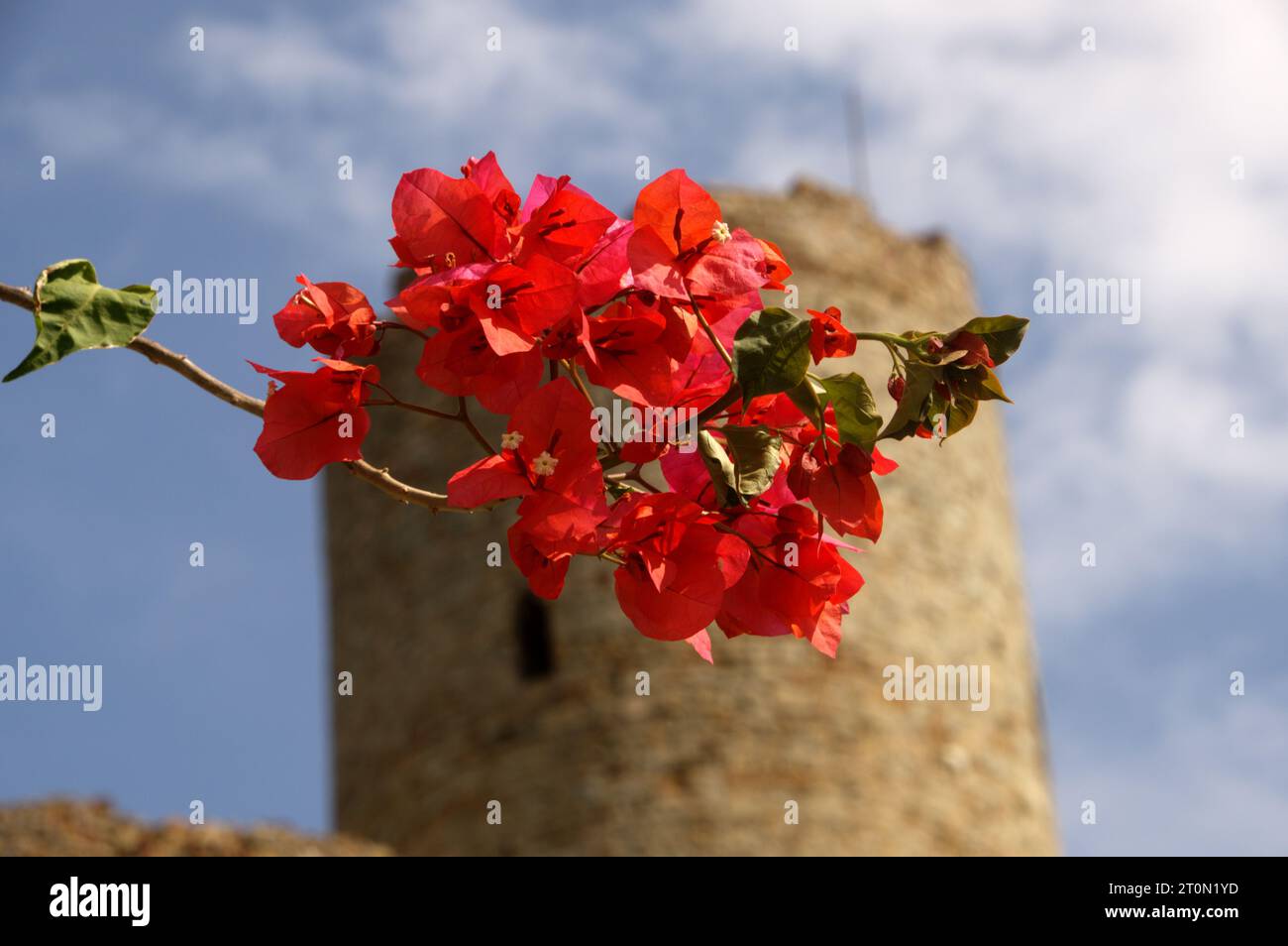 Scarlet Bourgonvillea flowers in Noli, Liguria Stock Photo - Alamy