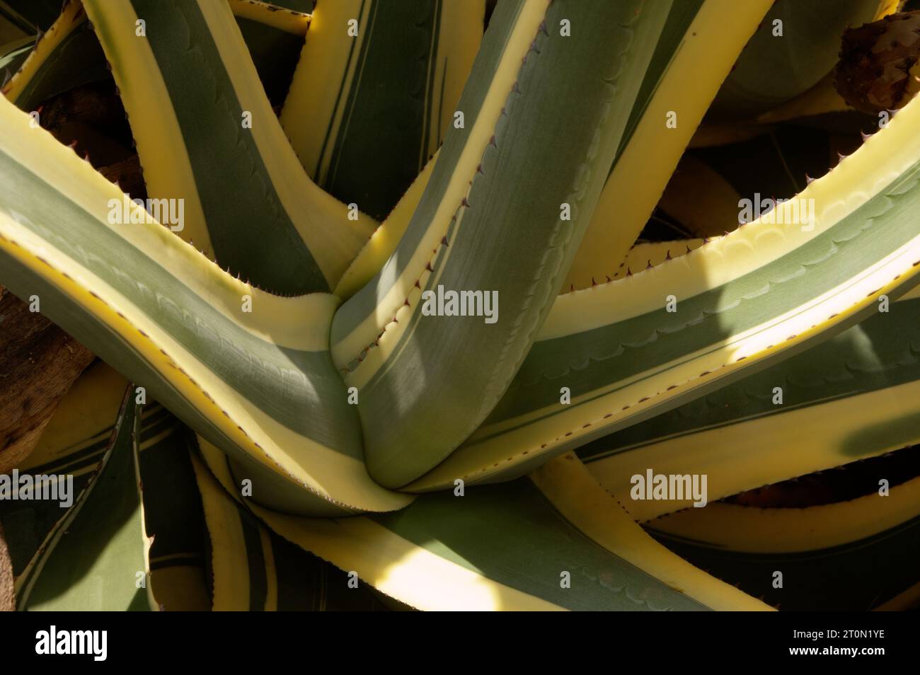 Agave close-up of heart in Noli, Liguria Stock Photo - Alamy