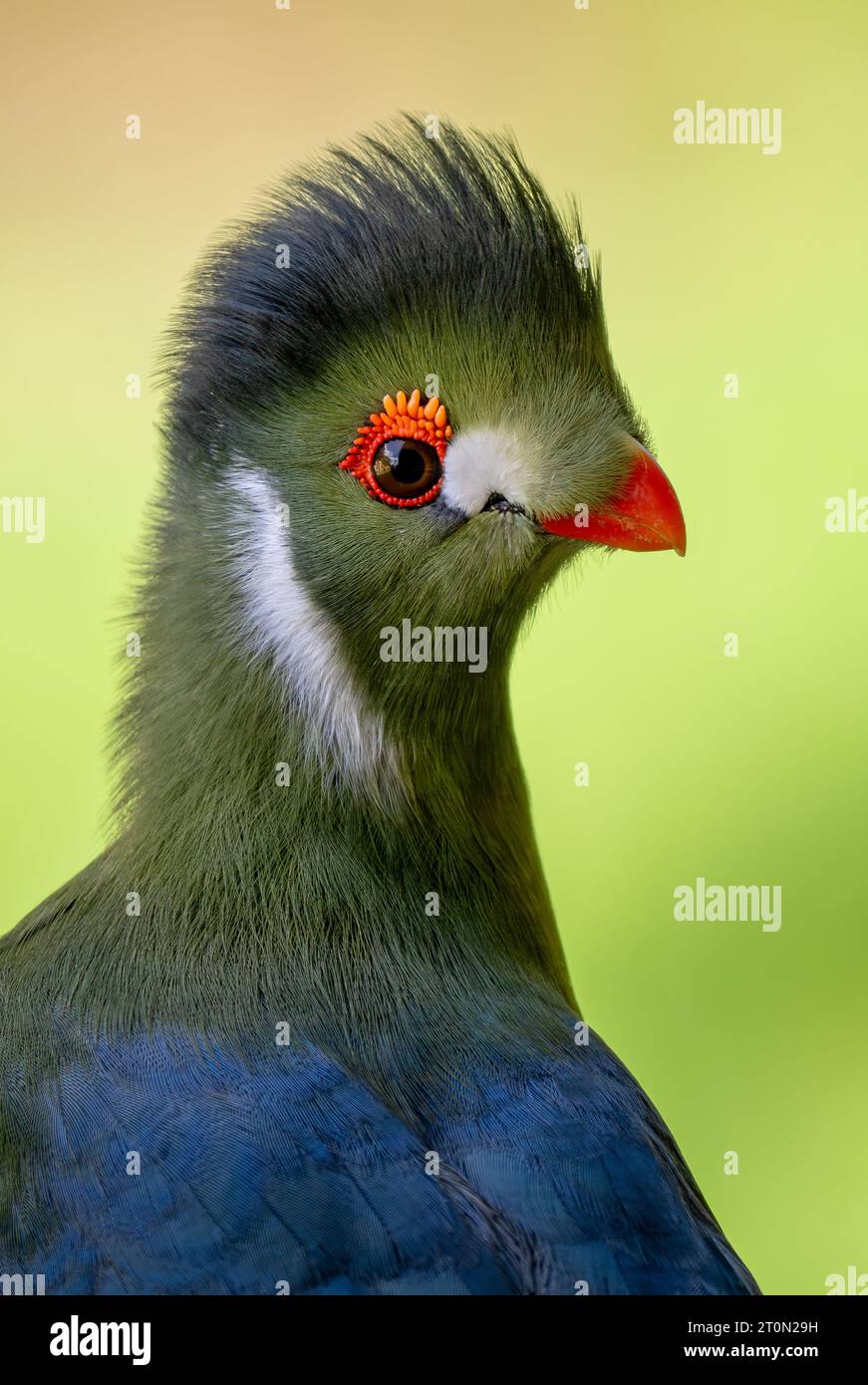 White-cheeked Turaco - Menelikornis leucotis, beautiful colored ...