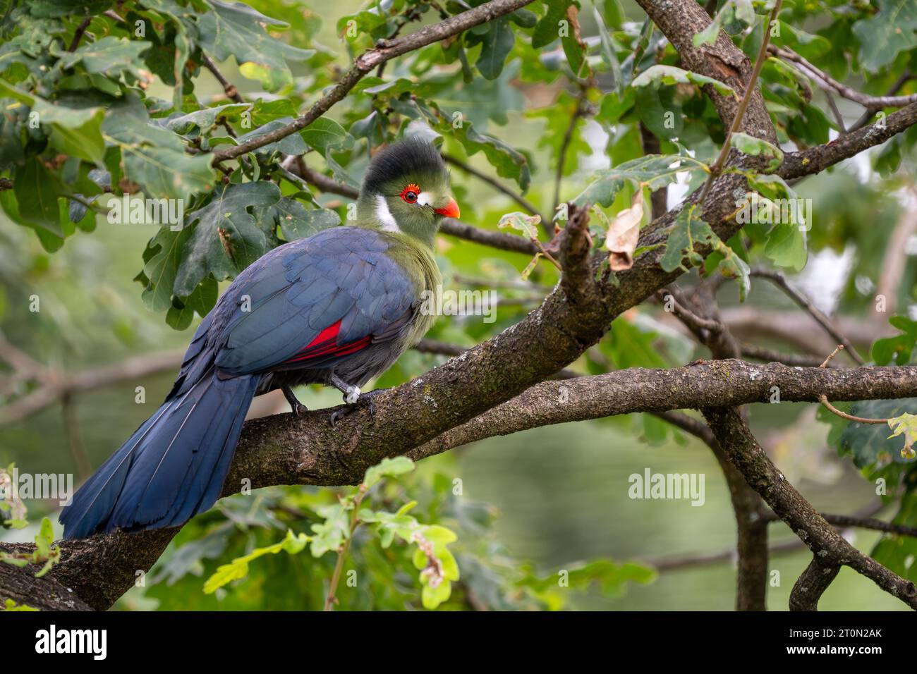 White-cheeked Turaco - Menelikornis leucotis, beautiful colored ...