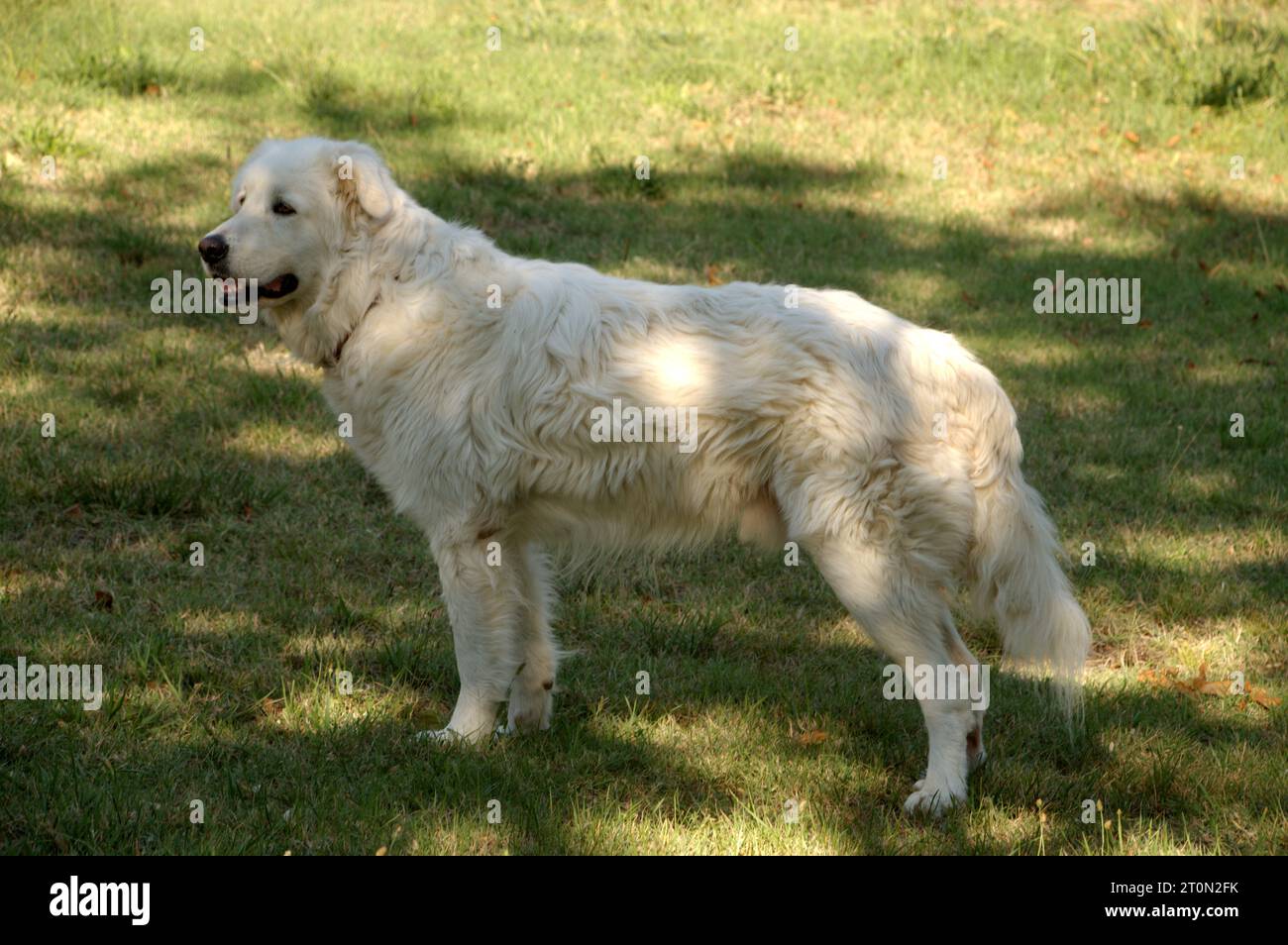 Maremma-Abruzzese sheepdog on lawn in Tuscany Stock Photo - Alamy
