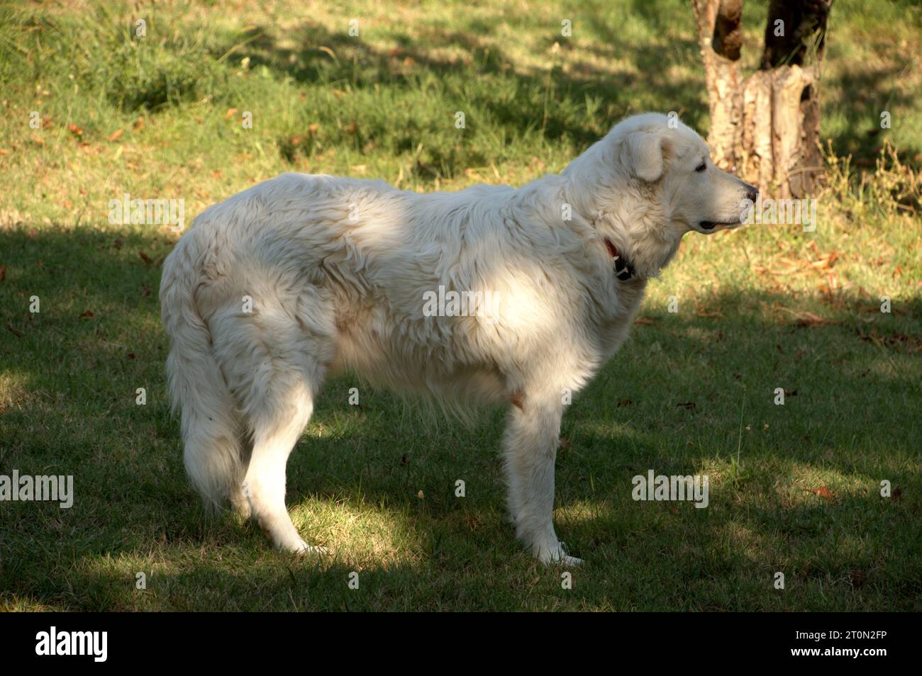 Maremma-Abruzzese sheepdog on lawn in Tuscany Stock Photo - Alamy