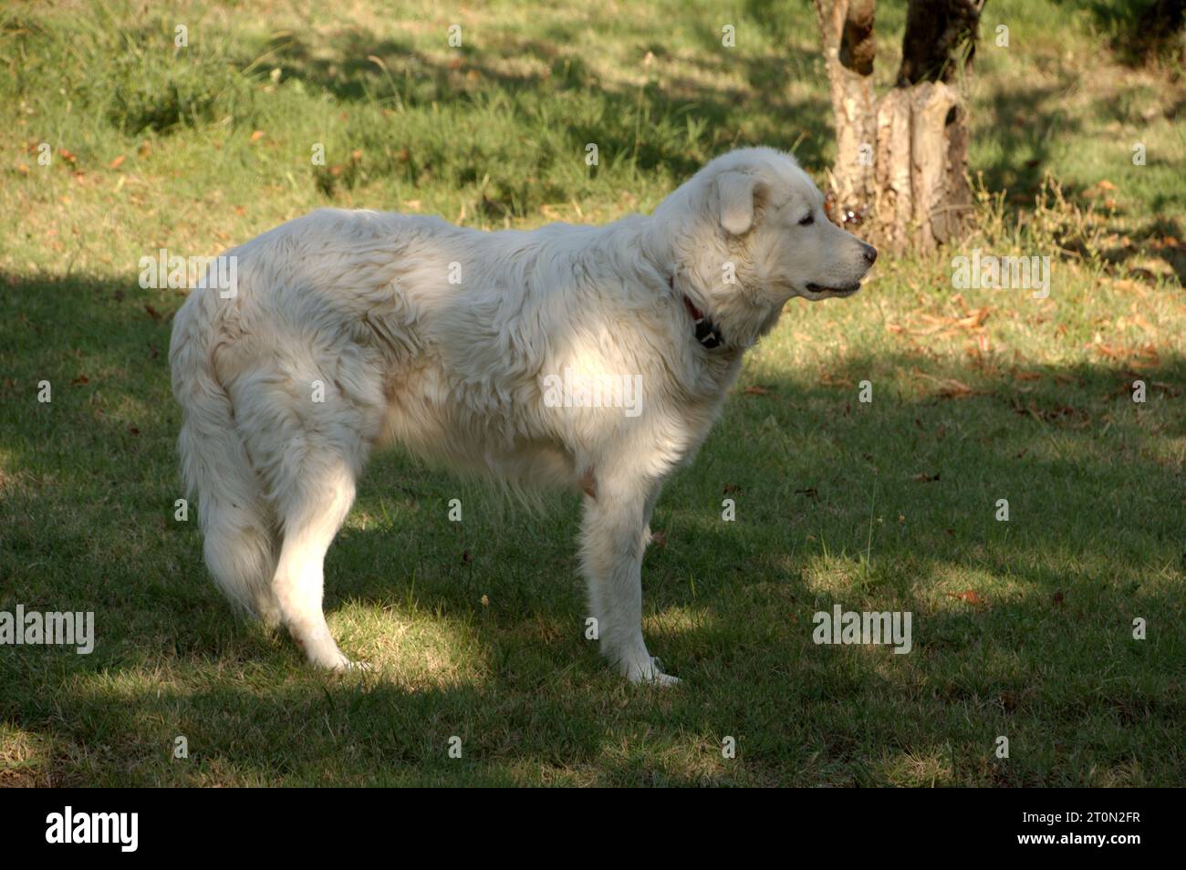Maremma-Abruzzese sheepdog on lawn in Tuscany Stock Photo - Alamy