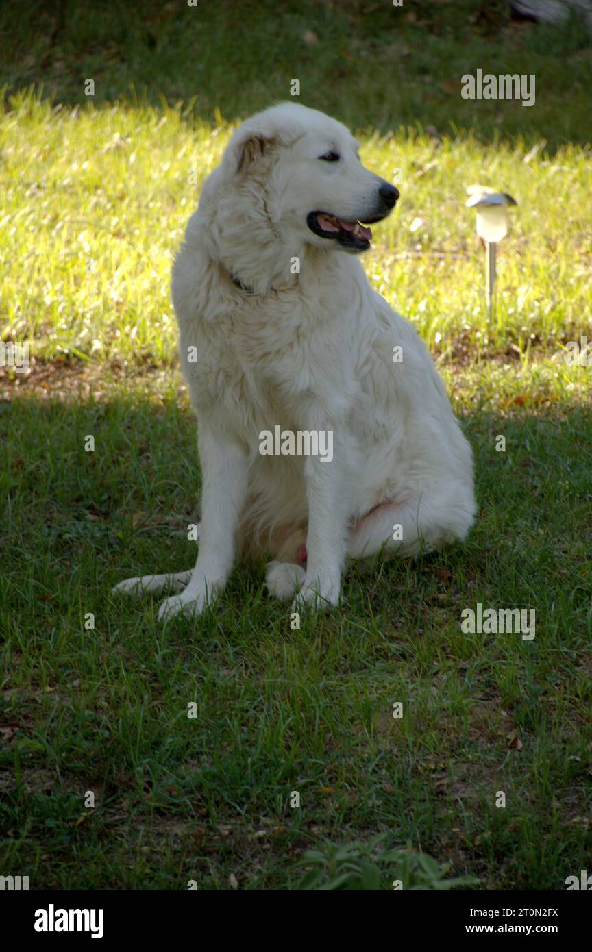 Maremma-Abruzzese sheepdog on lawn in Tuscany Stock Photo - Alamy