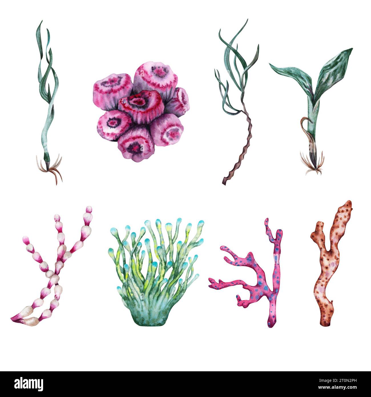 Collection of Seaweed, Water Plants and Reef Corals. Underwater Ocean ...