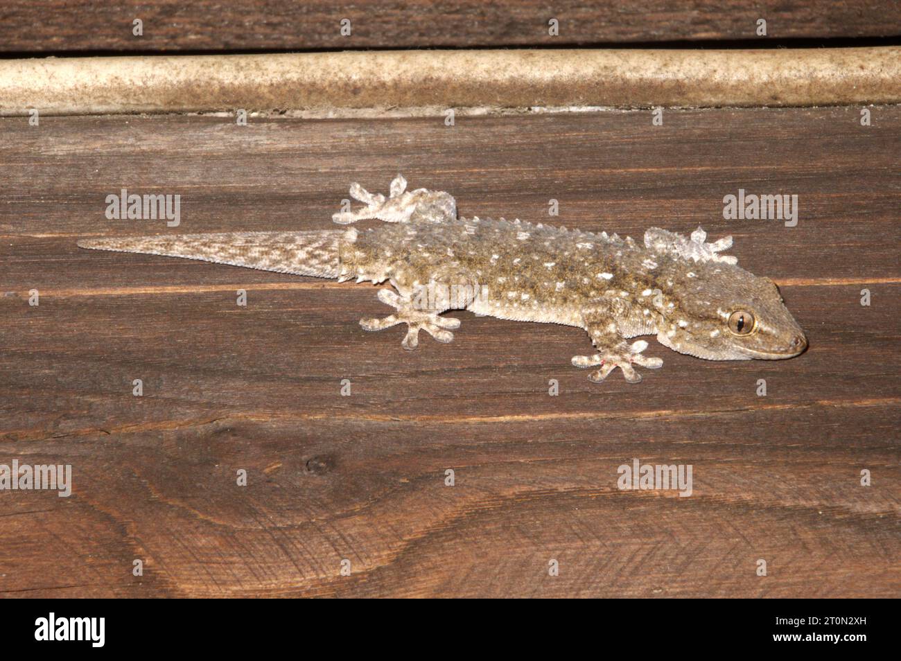 Mediterranean house gecko (Hemidactylus turcicus) in Tuscany Stock ...