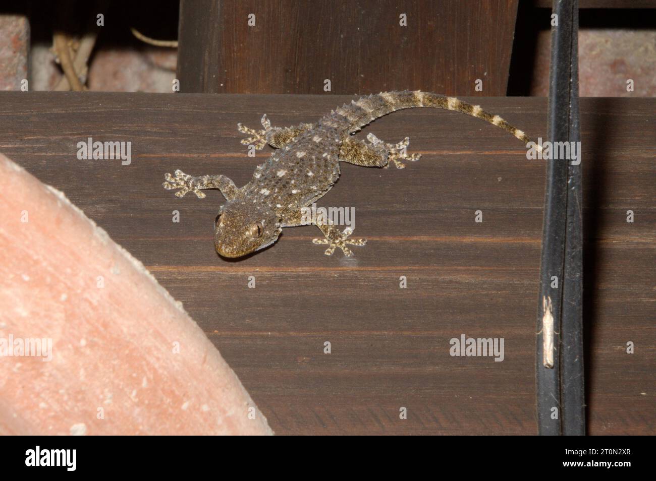 Mediterranean house gecko (Hemidactylus turcicus) in Tuscany Stock ...