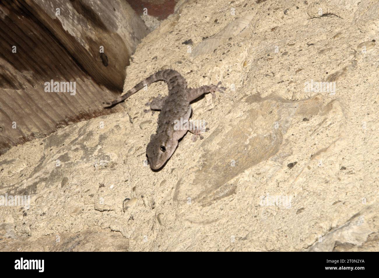 Mediterranean house gecko (Hemidactylus turcicus) in Tuscany Stock ...