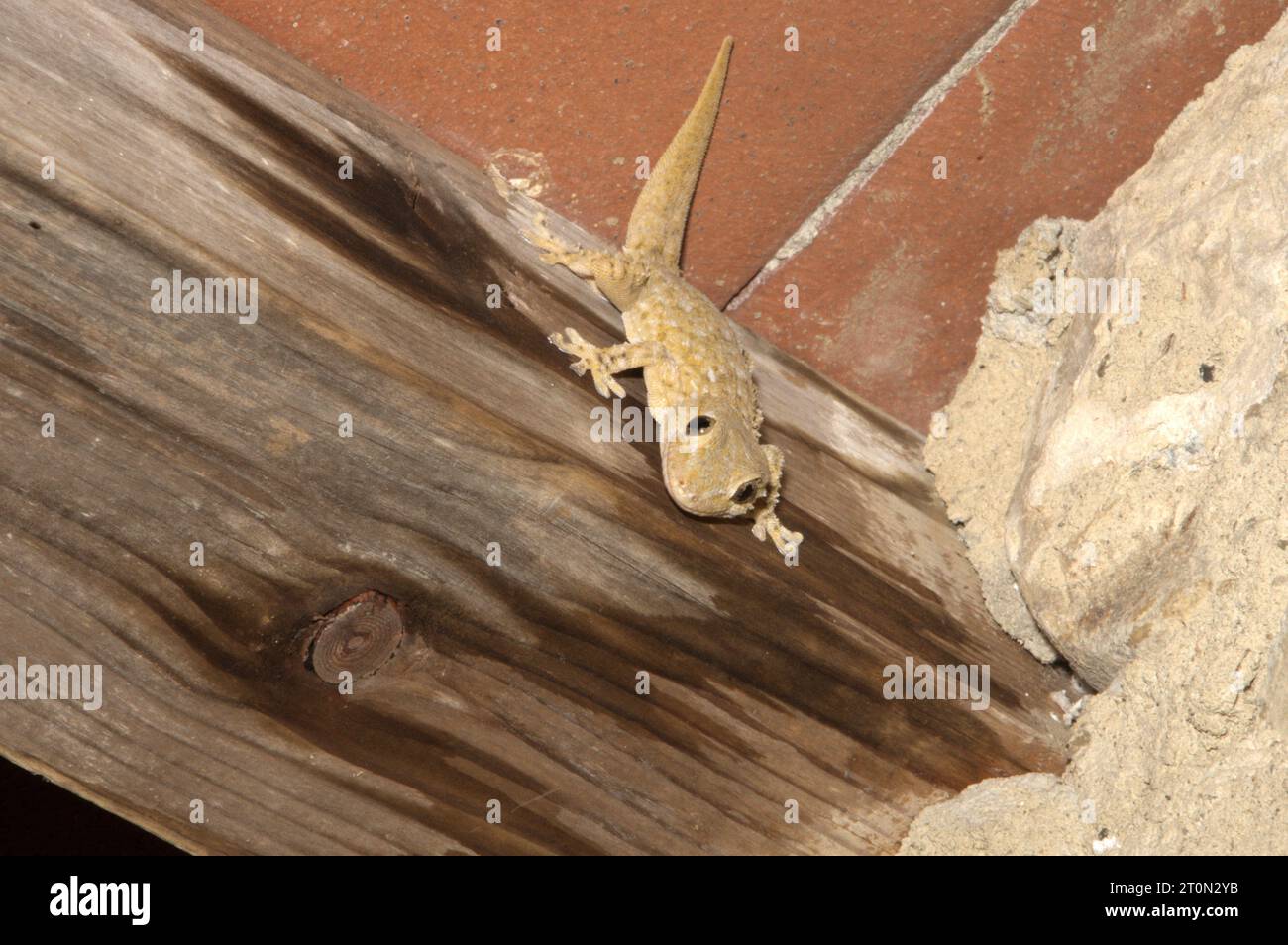 Mediterranean house gecko (Hemidactylus turcicus) in Tuscany Stock ...