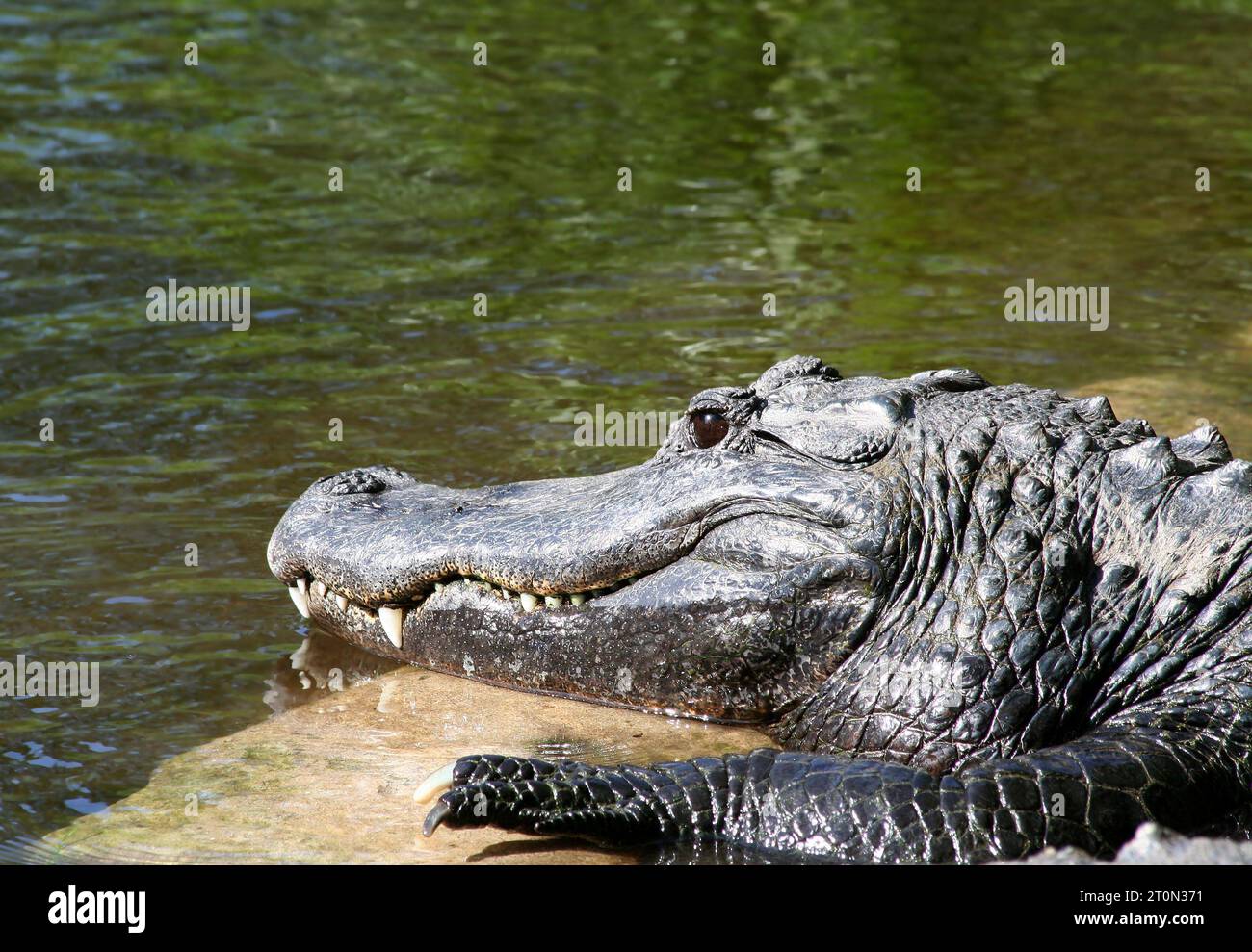American Alligator with Big and Sharp Teeth by the water getting sun in ...