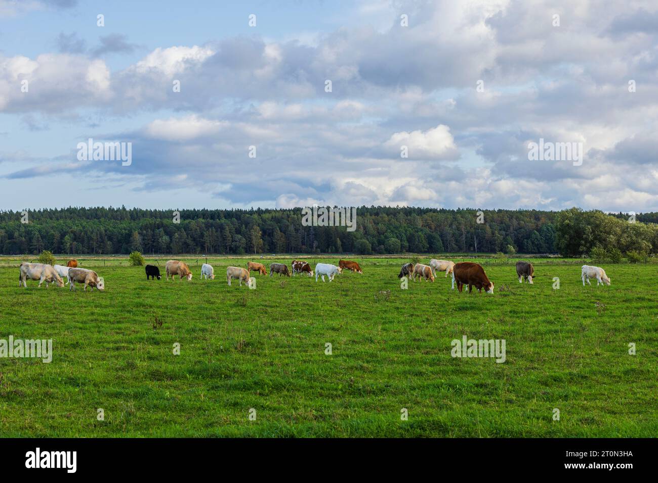 View grazing cows on green grass lawn on bright autumn day. Sweden ...