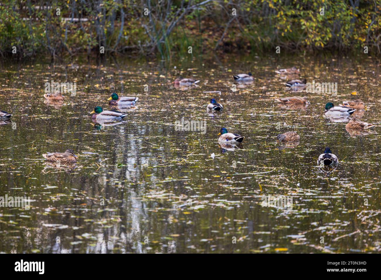 Beautiful autumn landscape with ducks swimming on lake surface ...