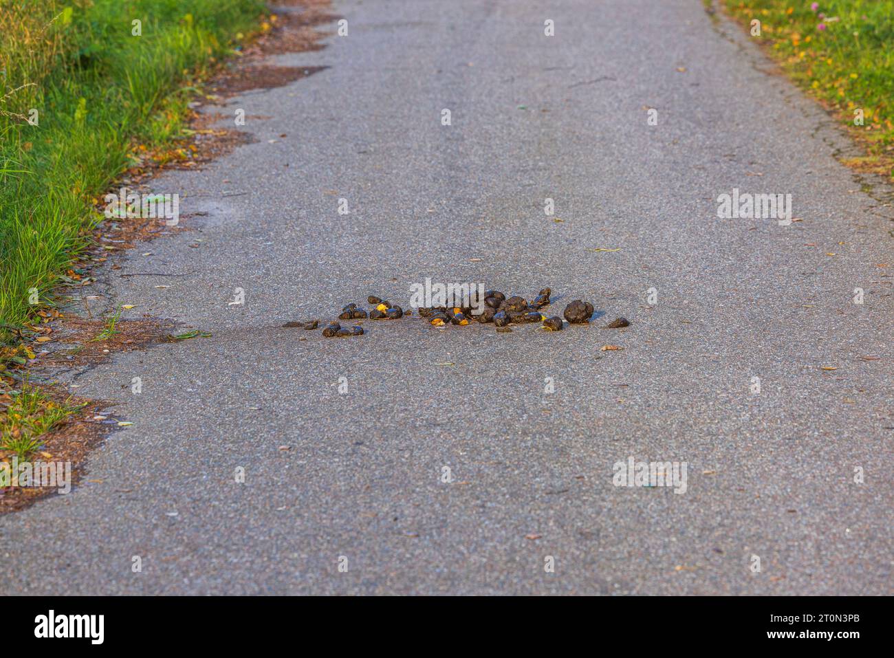 View of horse droppings on asphalt road in countryside Stock Photo - Alamy