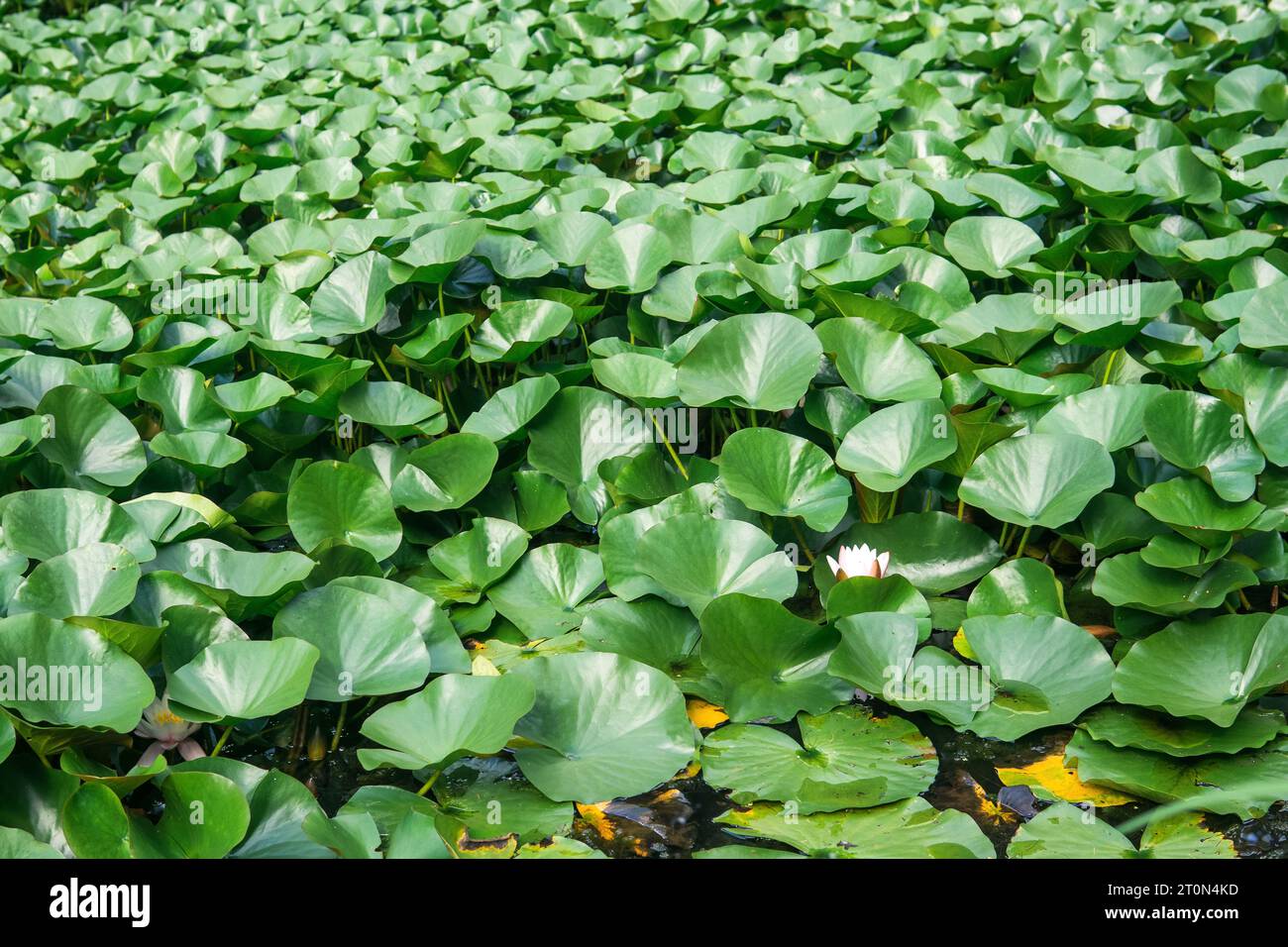lotus leaves completely cover the surface of the water Stock Photo - Alamy