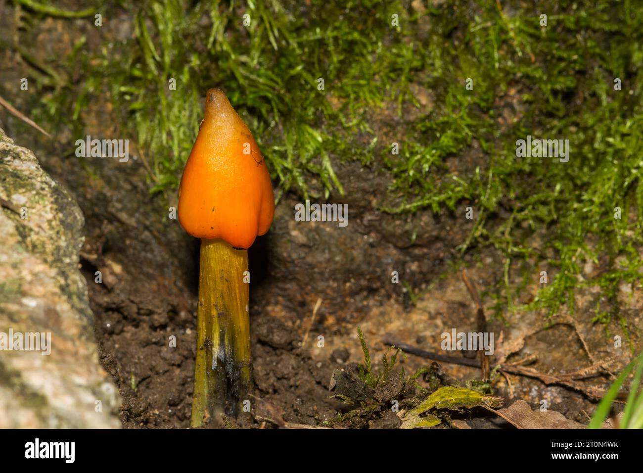 Witch's Hat Mushroom - Hygrocybe conica Stock Photo - Alamy