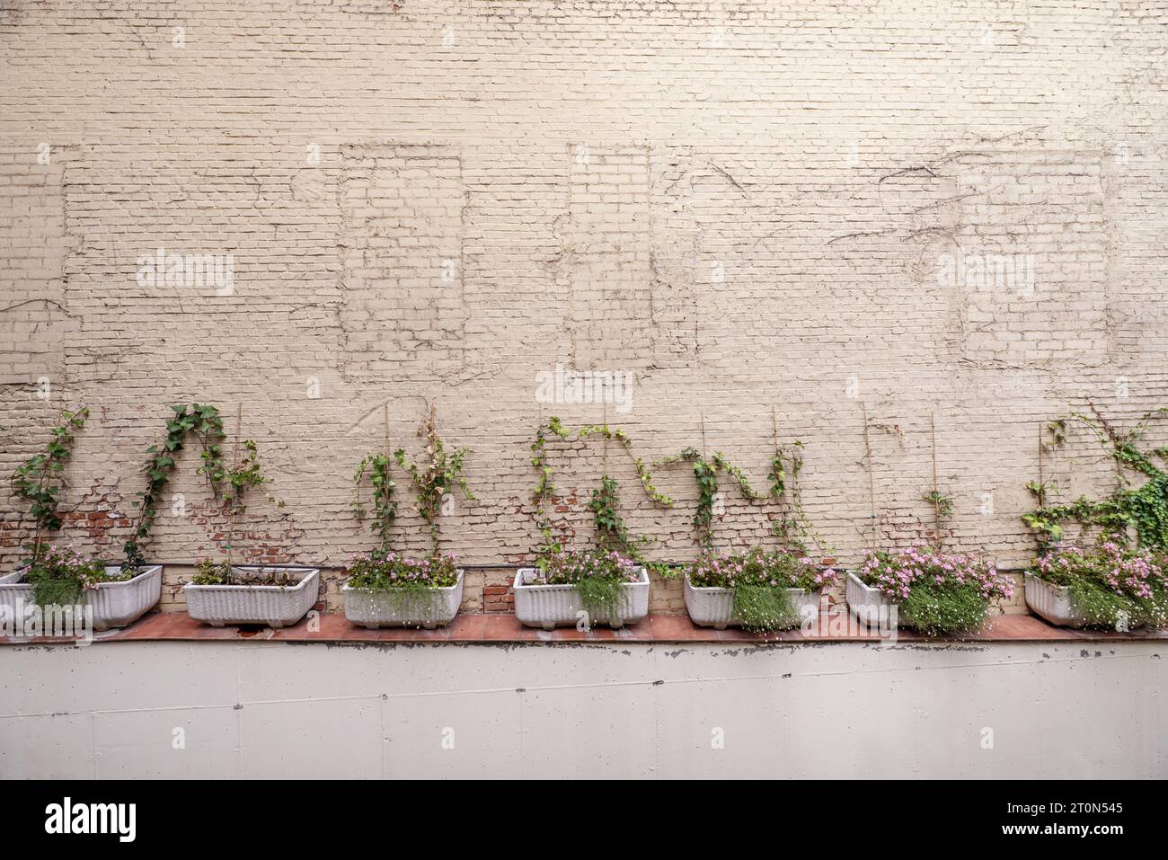 pots with flowers and vines climbing Stock Photo - Alamy